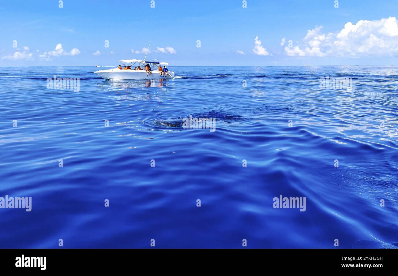 Huge beautiful whale shark swims on the water surface on boat tour with ...