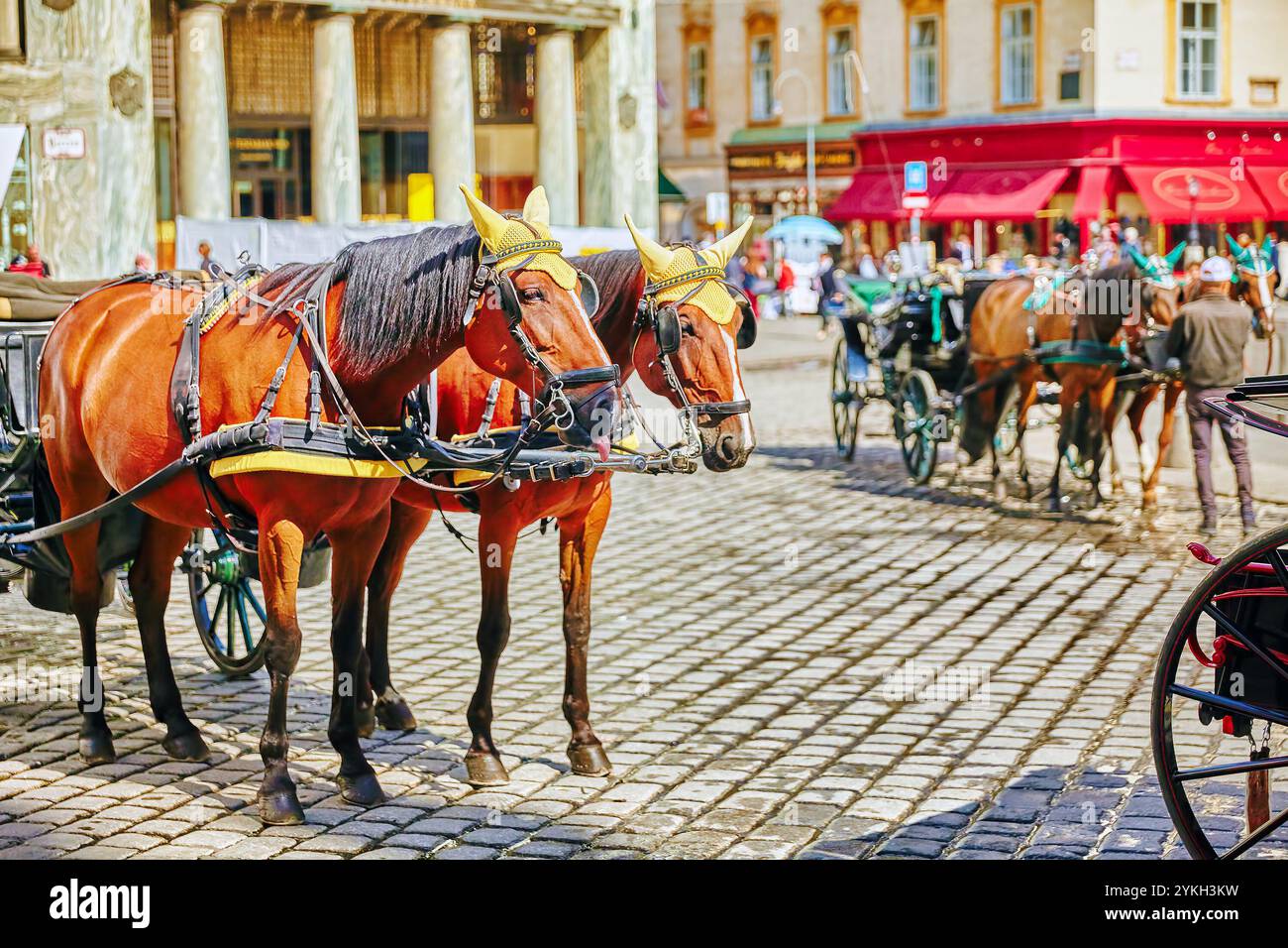 Carriage horses walking in the streets of one of the most beautiful ...
