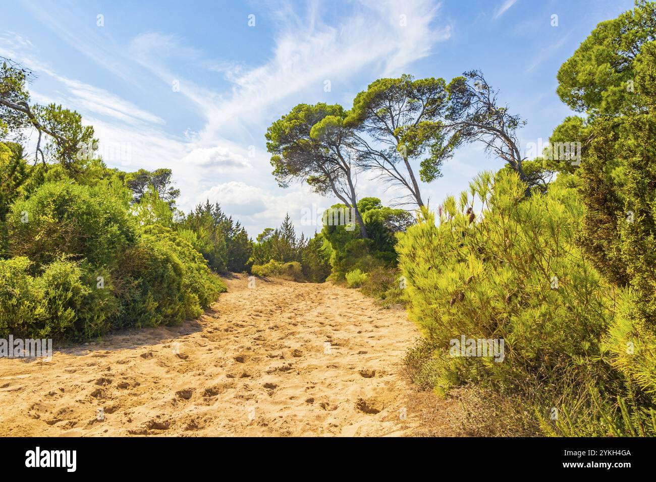 Walkway and trekking path thru natural coastal and forest landscape ...