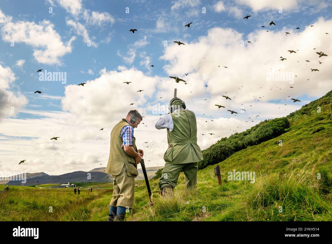 Images of the shooting of driven game birds, including grouse, on a ...