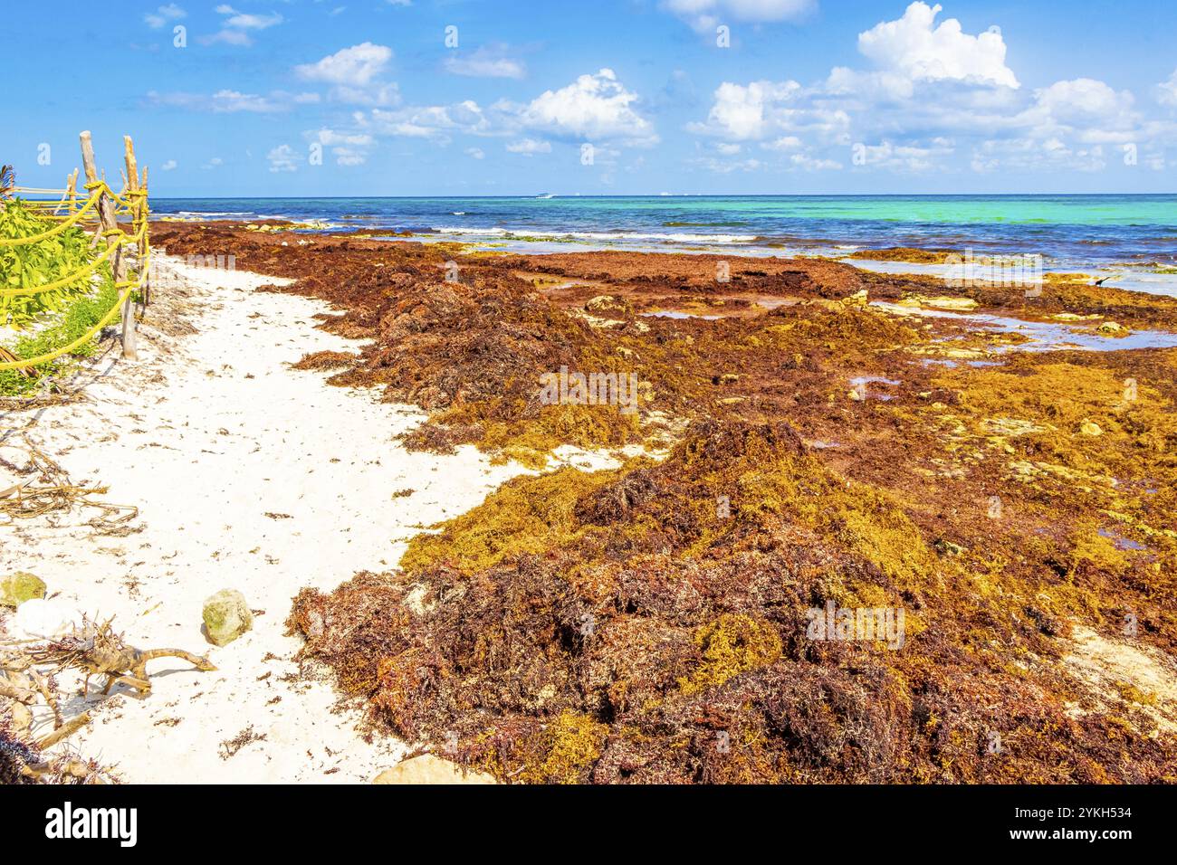 A lot of very disgusting red seaweed sargazo at tropical mexican beach ...