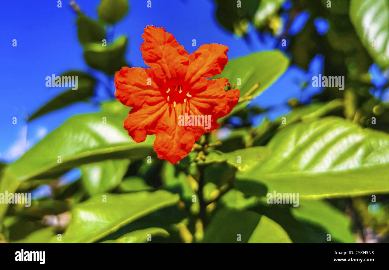 Kou Cordia subcordata flowering tree with orange flowers beach cordia ...