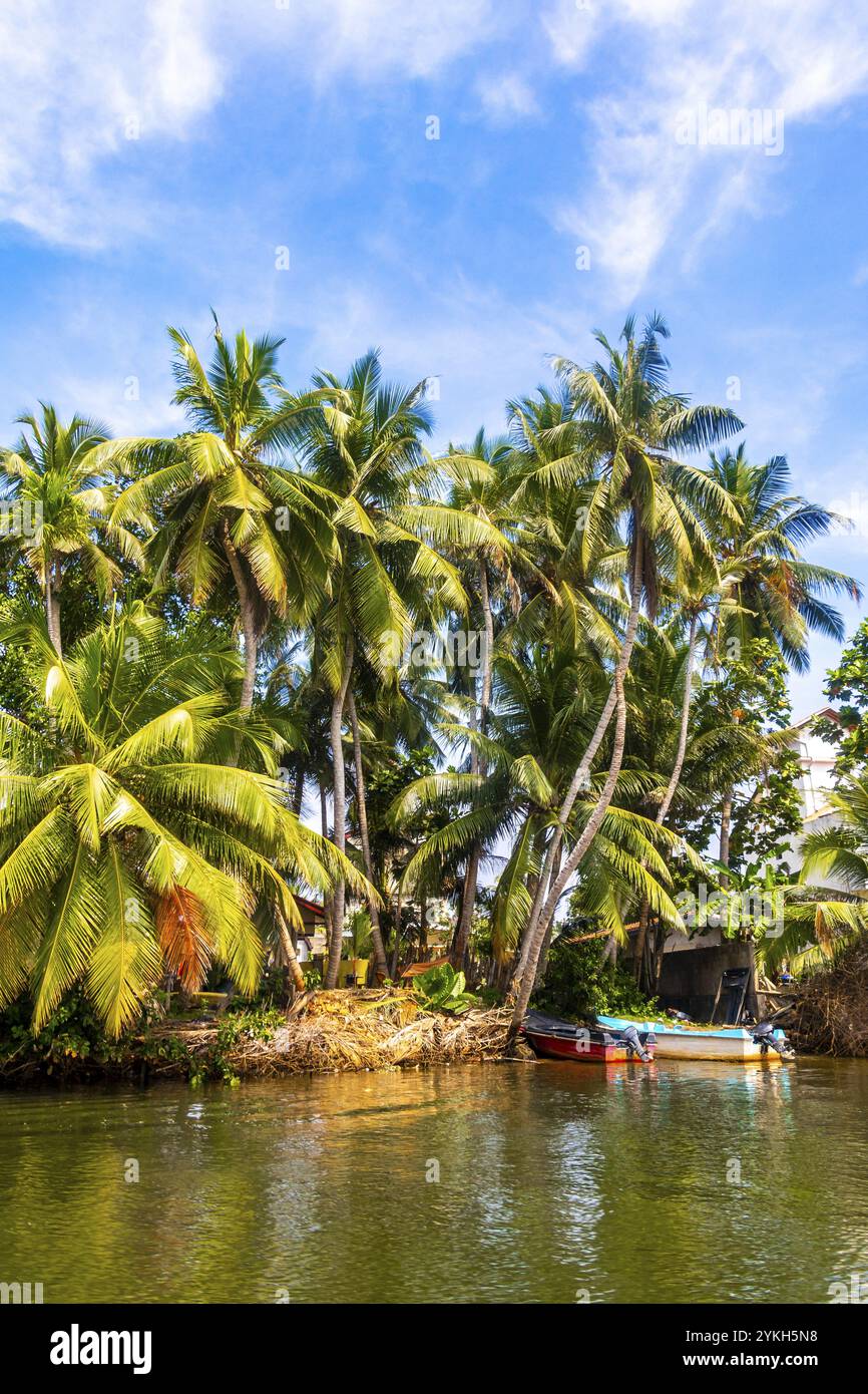 Boat safari trip jetty house boats through mangrove jungle forest in ...