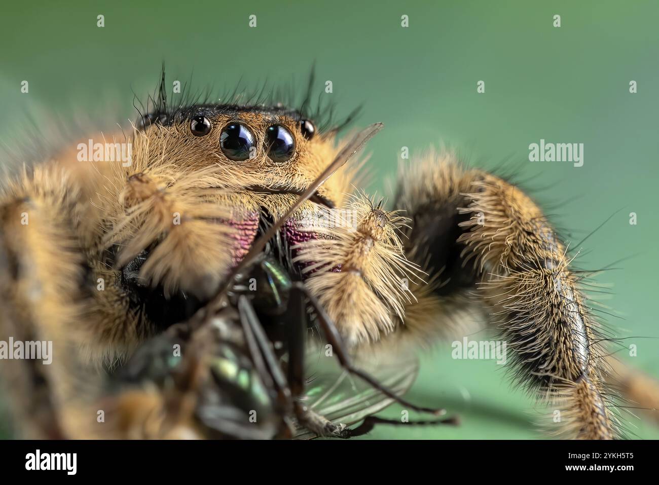 Jumping spider eating a prey Stock Photo - Alamy
