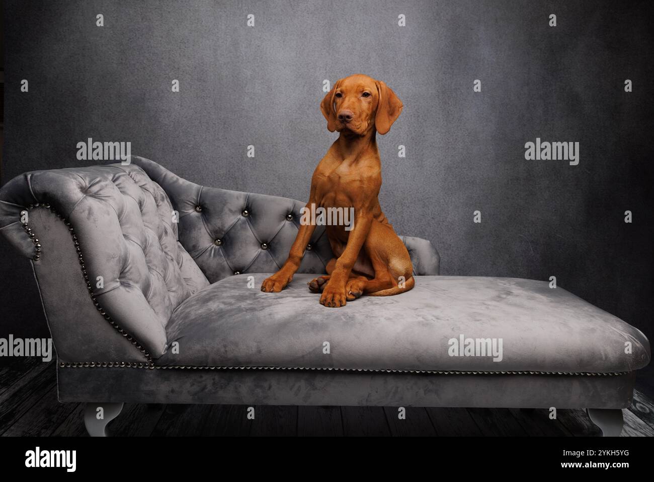 Russet gold Hungarian vizsla puppy dog on grey chaise lounge in studio ...