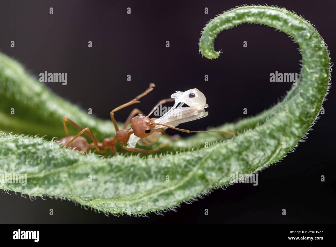 Ants bring their young to a new nest Stock Photo - Alamy