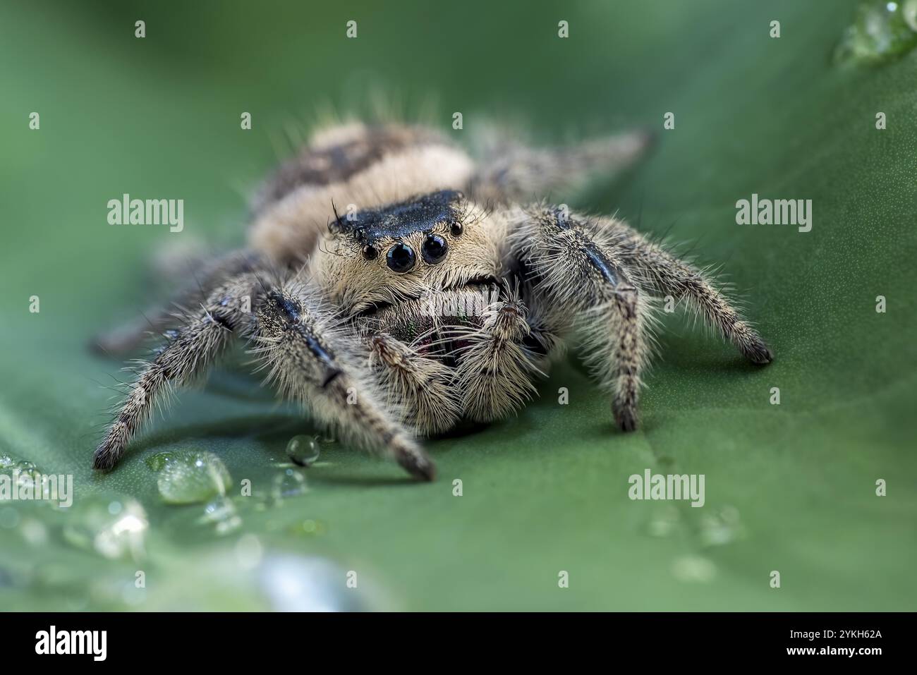 Human eating a spider hi-res stock photography and images - Alamy