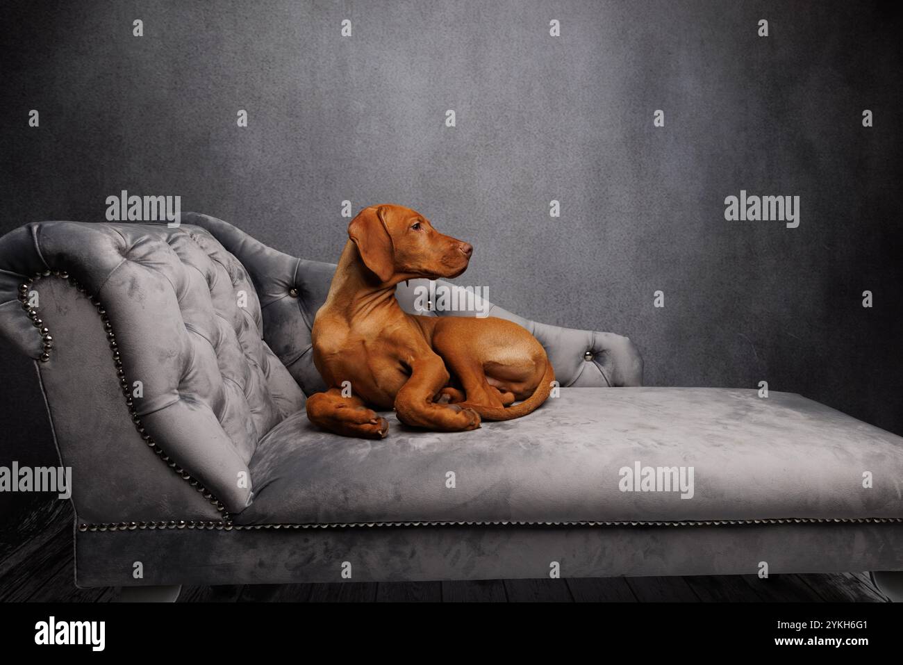 Russet gold Hungarian vizsla puppy dog on grey chaise lounge in studio ...