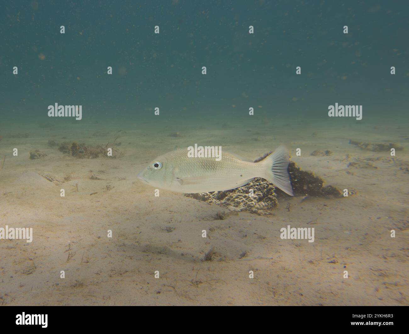 Ray finned fish hi-res stock photography and images - Alamy