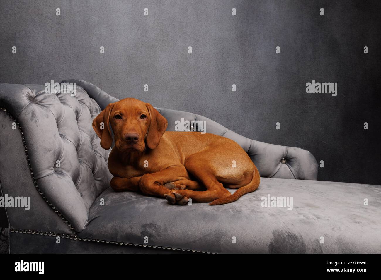 Russet gold Hungarian vizsla puppy dog on grey chaise lounge in studio ...