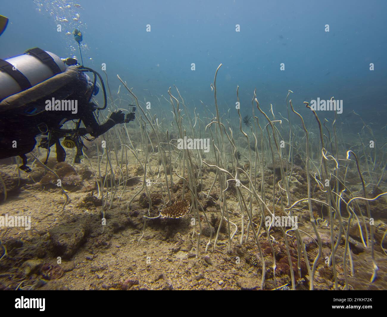 A scuba diver swimming over an area with Junceella fragilis, or Fragile ...