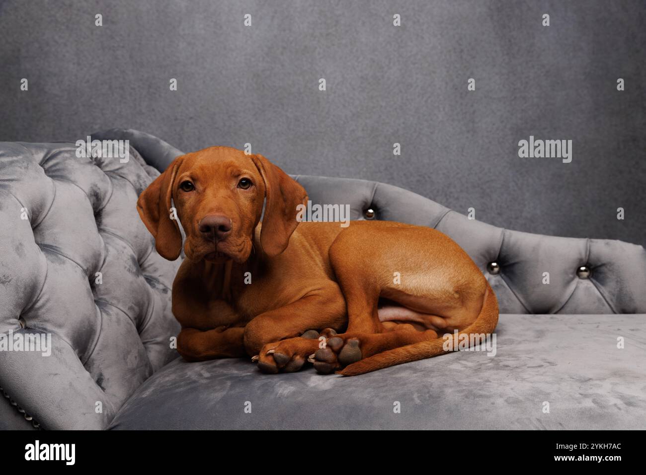 Russet gold Hungarian vizsla puppy dog on grey chaise lounge in studio ...