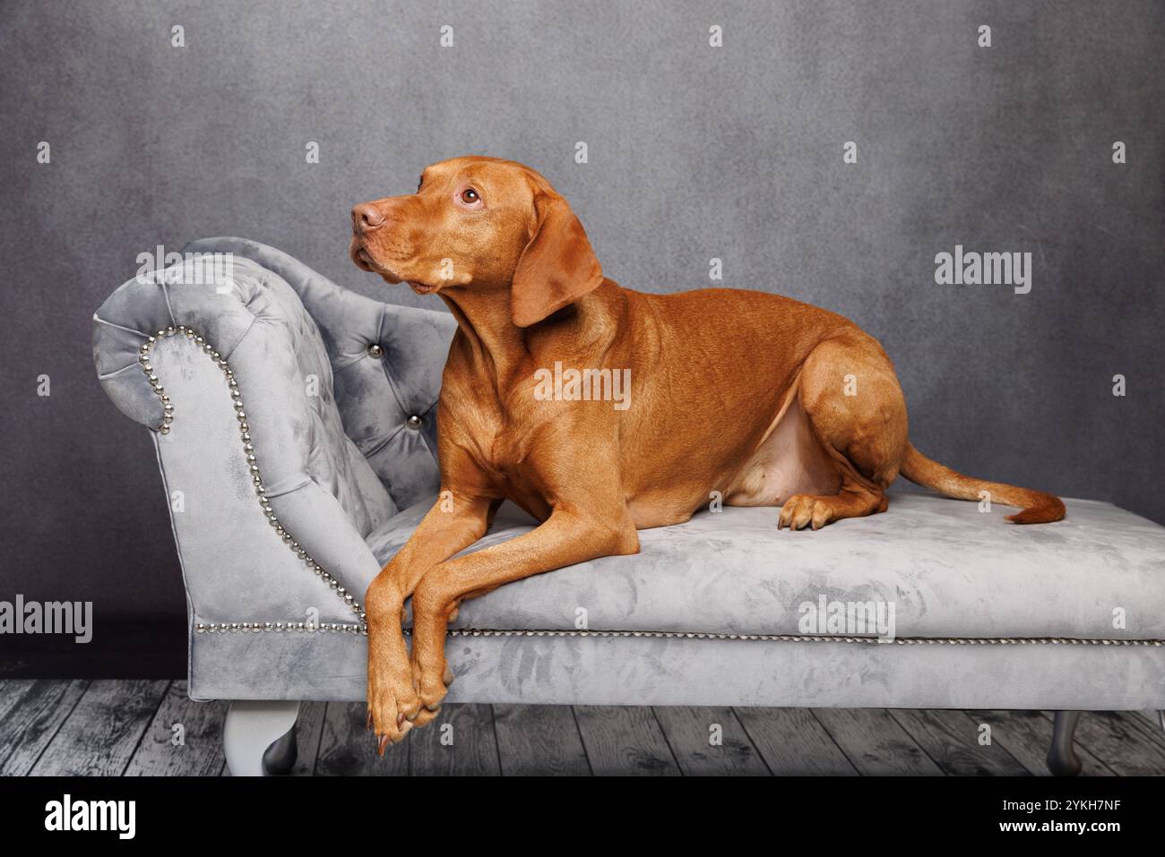 Russet gold hungarian vizsla lying on grey chaise lounge in studio ...
