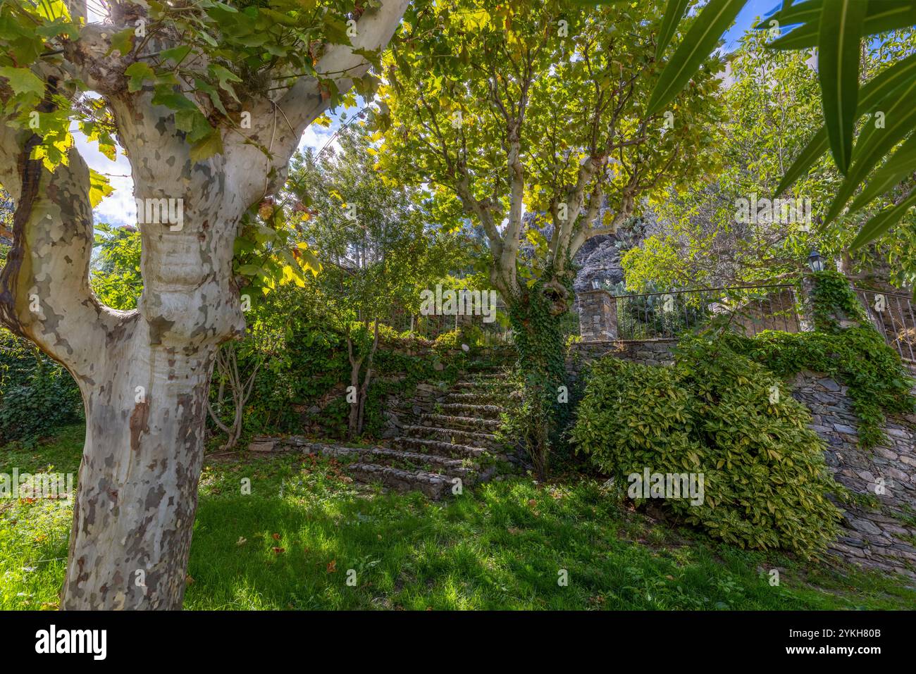 Lush garden with stone steps and greenery under vibrant trees ...