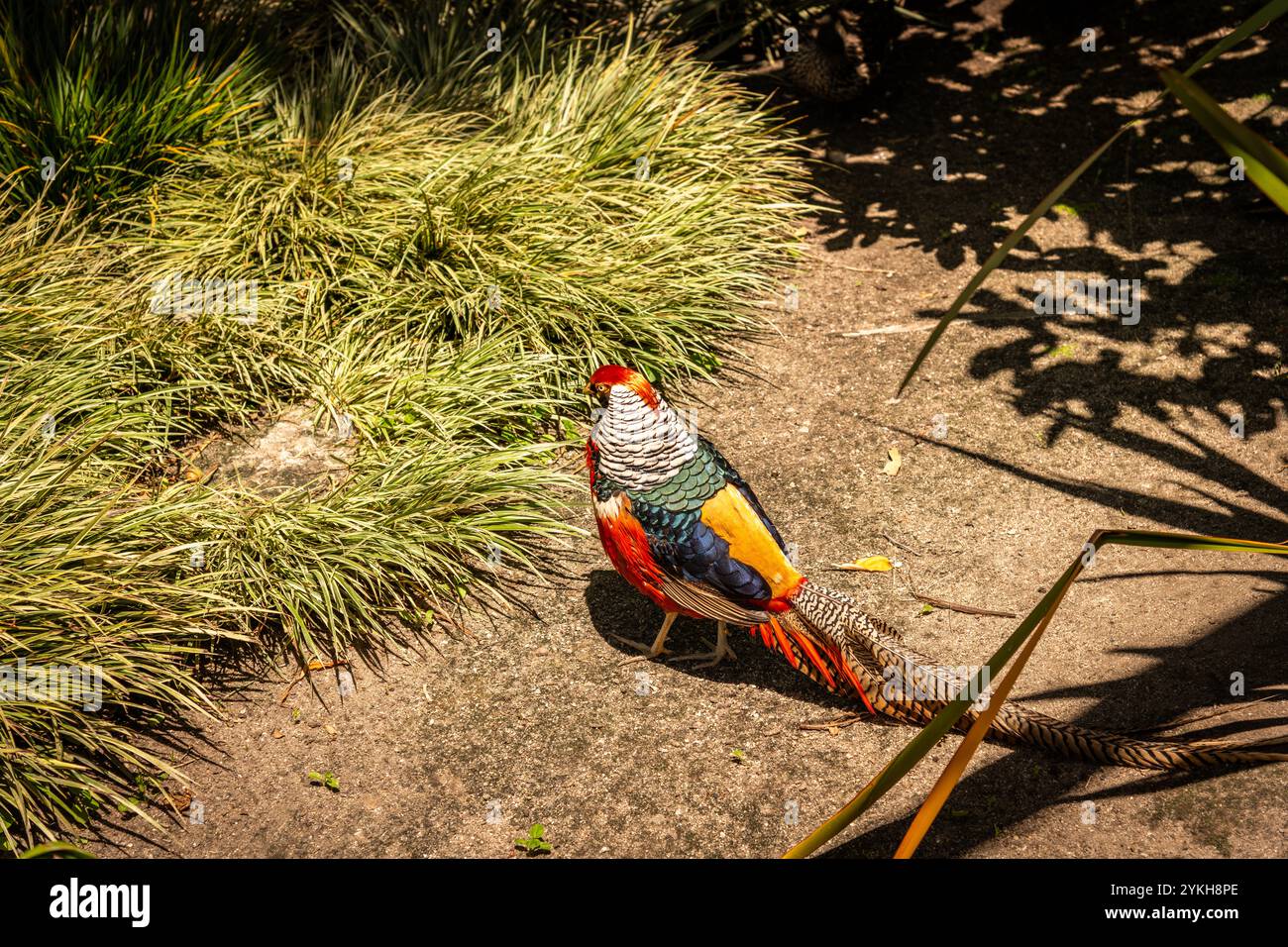 a stunningly colourful golden pheasant Stock Photo - Alamy