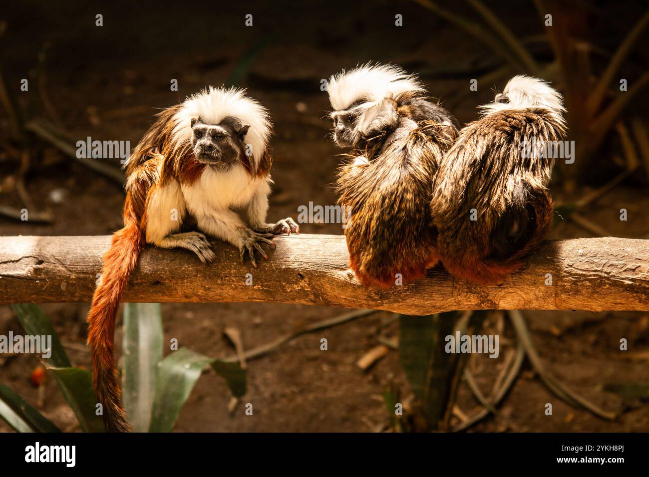 A group of Cotton Top Tamarin monkeys on a branch Stock Photo - Alamy