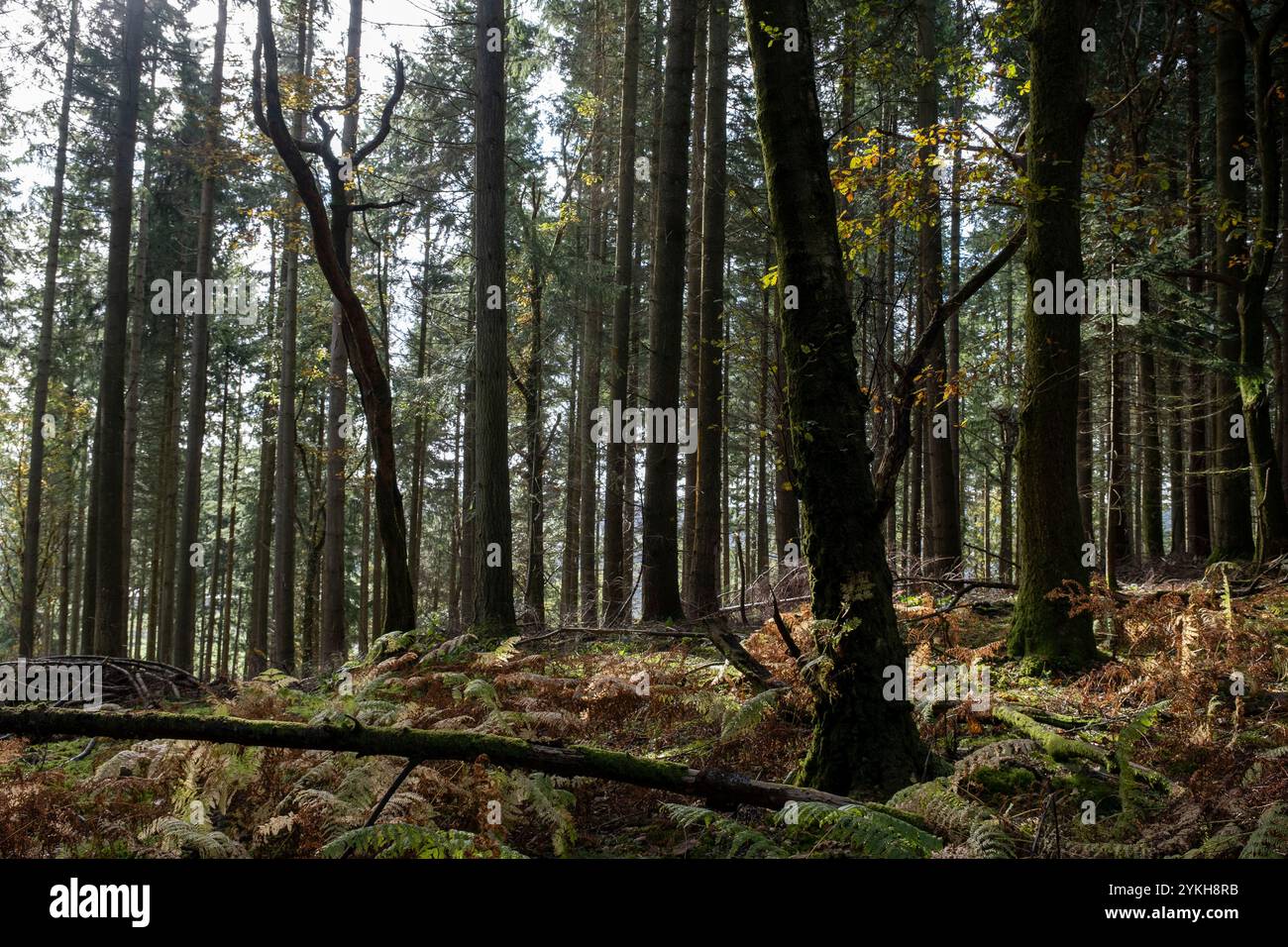 Bucknell Woods ancient woodland on 22nd October 2024 in Bucknell ...