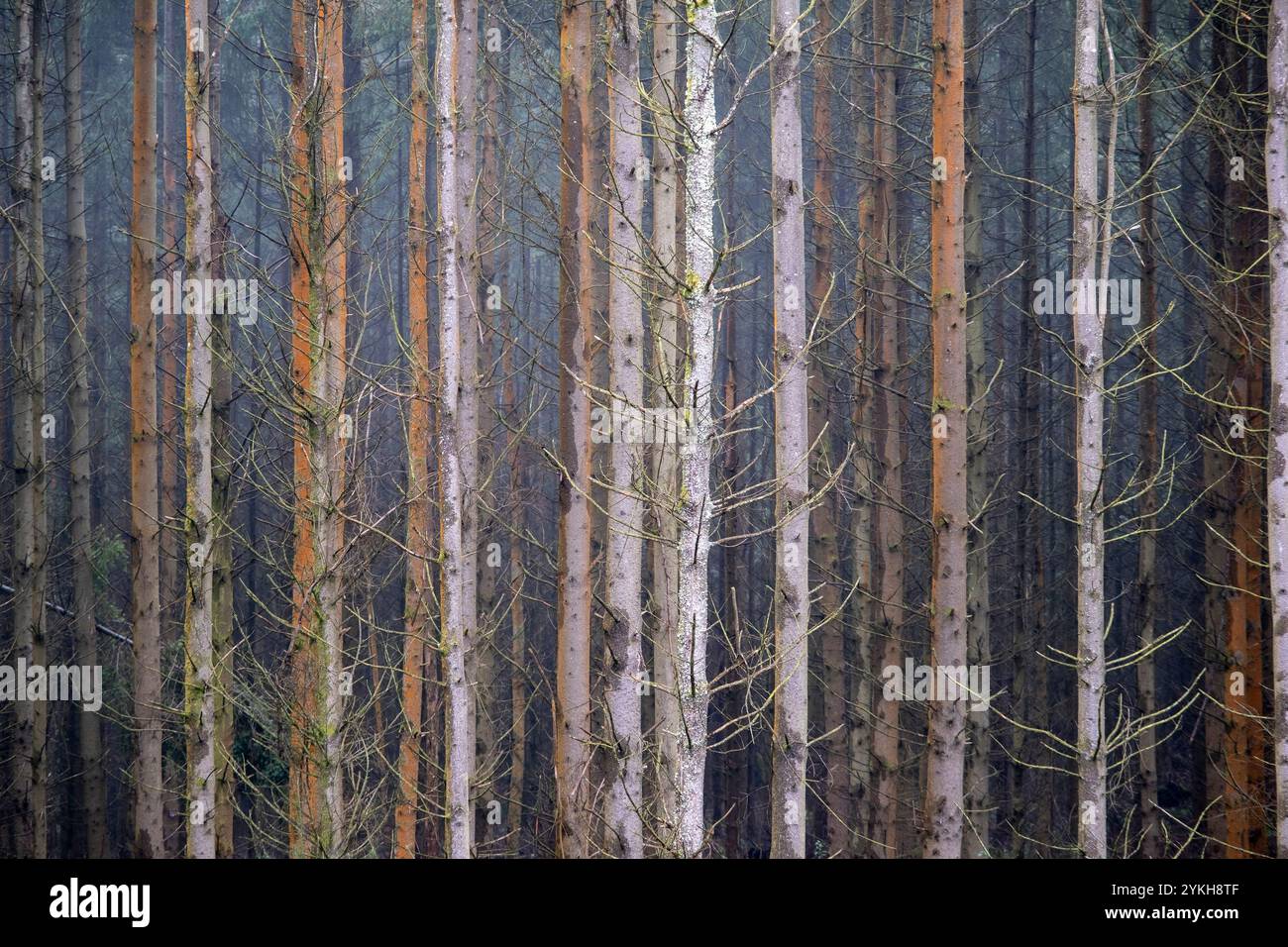 Pine tree landscape in Bucknell Woods ancient woodland on 14th October ...