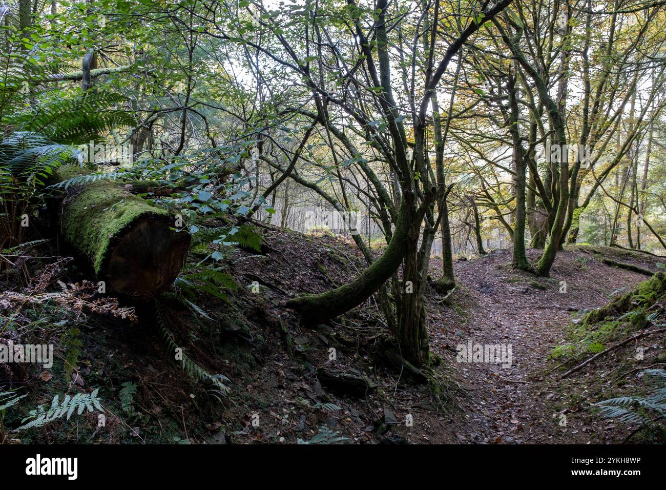 Bucknell Woods ancient woodland on 22nd October 2024 in Bucknell ...