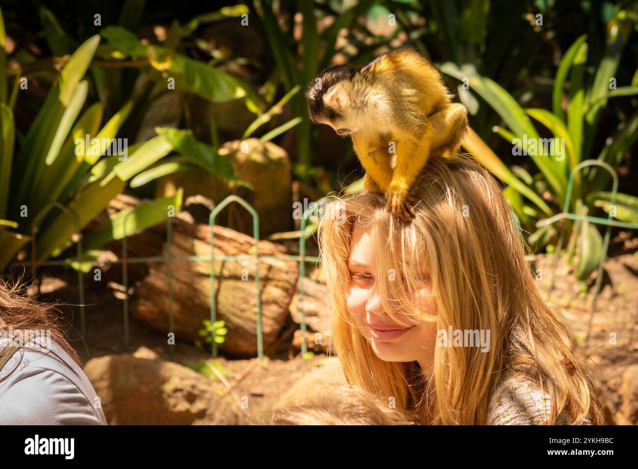 Curious little squirrel monkeys at Monkey World in Cape Town Stock Photo - Alamy