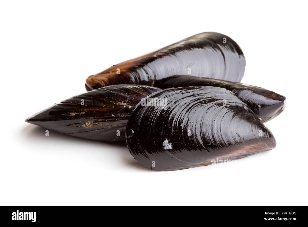 Isolated mussel hi-res stock photography and images - Alamy