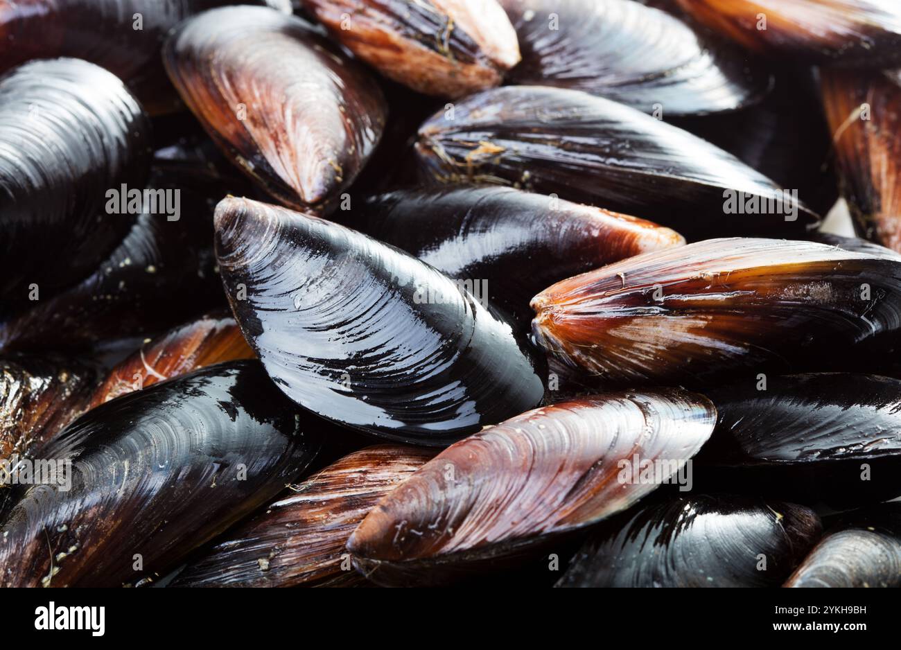 Fresh raw sea mussels on the market Stock Photo - Alamy