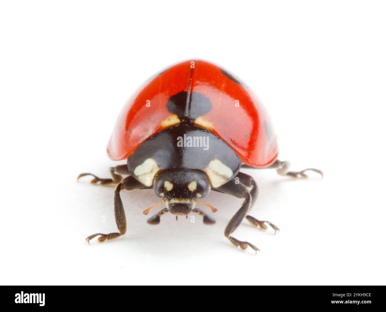 Ladybug on white background Stock Photo - Alamy