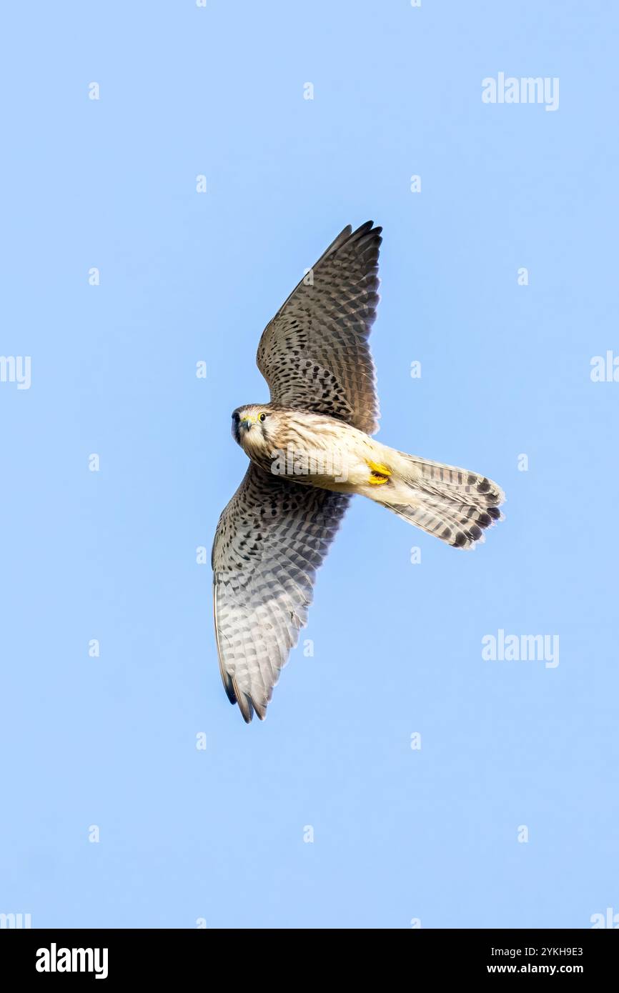 Falco tinnunculus summer hi-res stock photography and images - Alamy