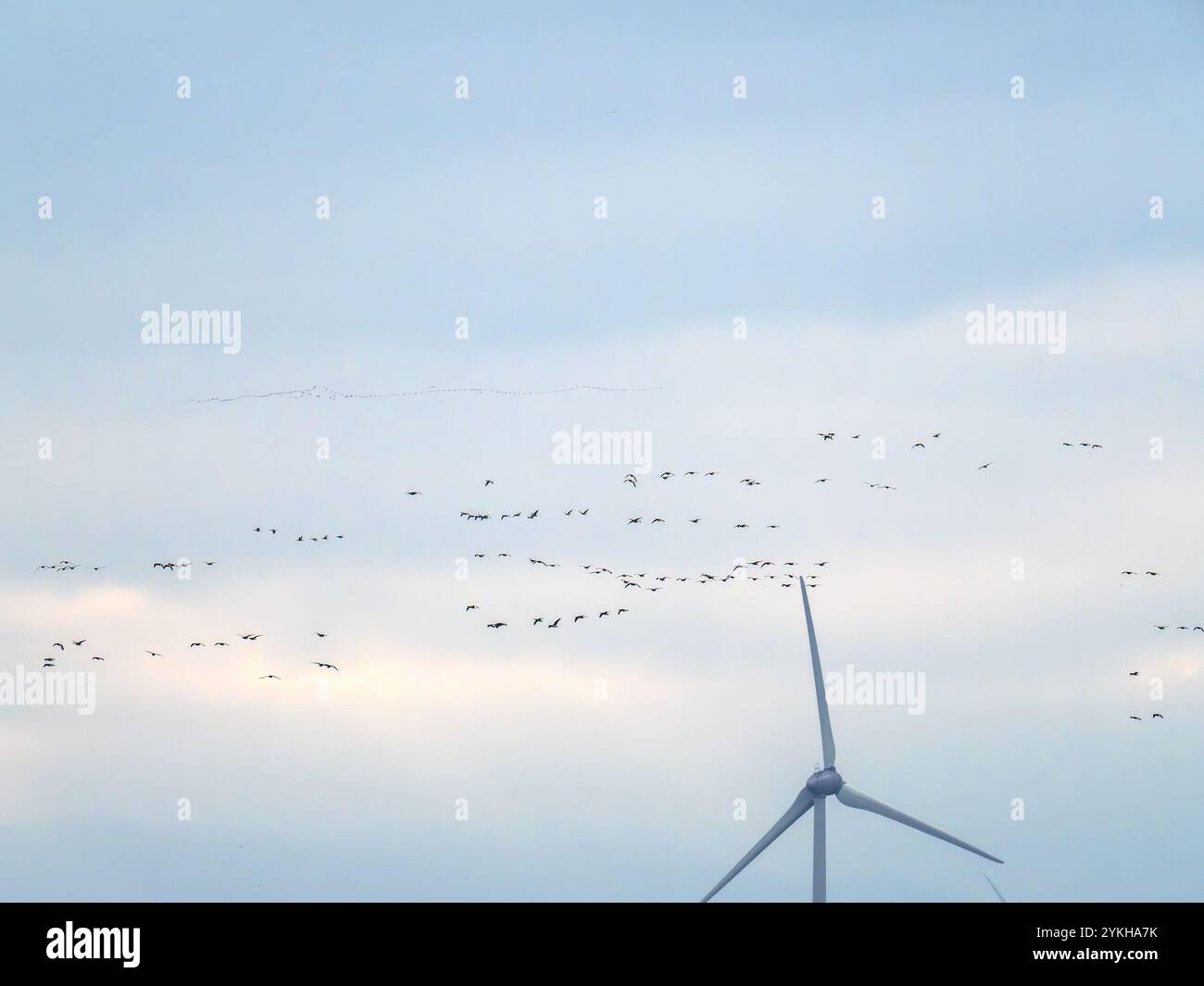 A flock of Barnacle Goose, Branta leucopsis flying past a wind turbine ...