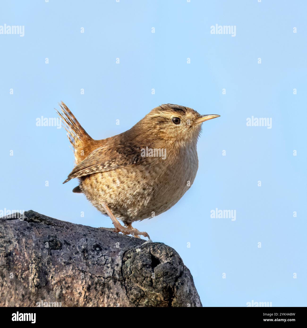Eurasian wren troglodytes aves hi-res stock photography and images - Alamy