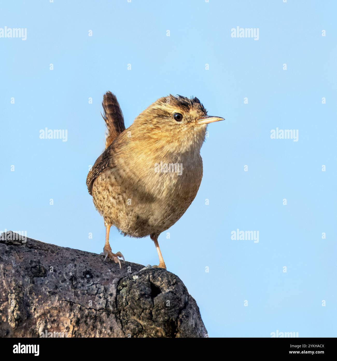 Eurasian wren troglodytes aves hi-res stock photography and images - Alamy