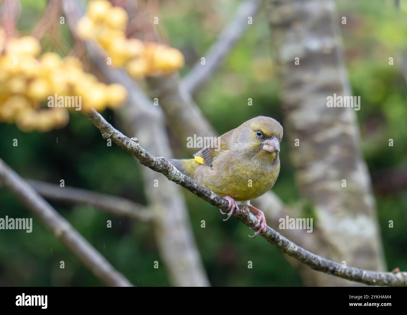 A Greenfinch, Chloris chloris in a garden in Ambleside, Lake District ...
