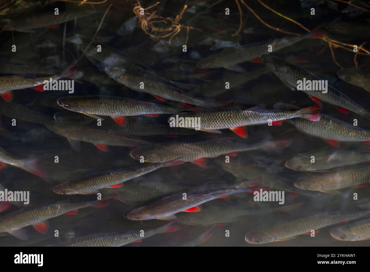 A shoal of Common Rudd Scardinius erythrophthalmus in a stream in ...