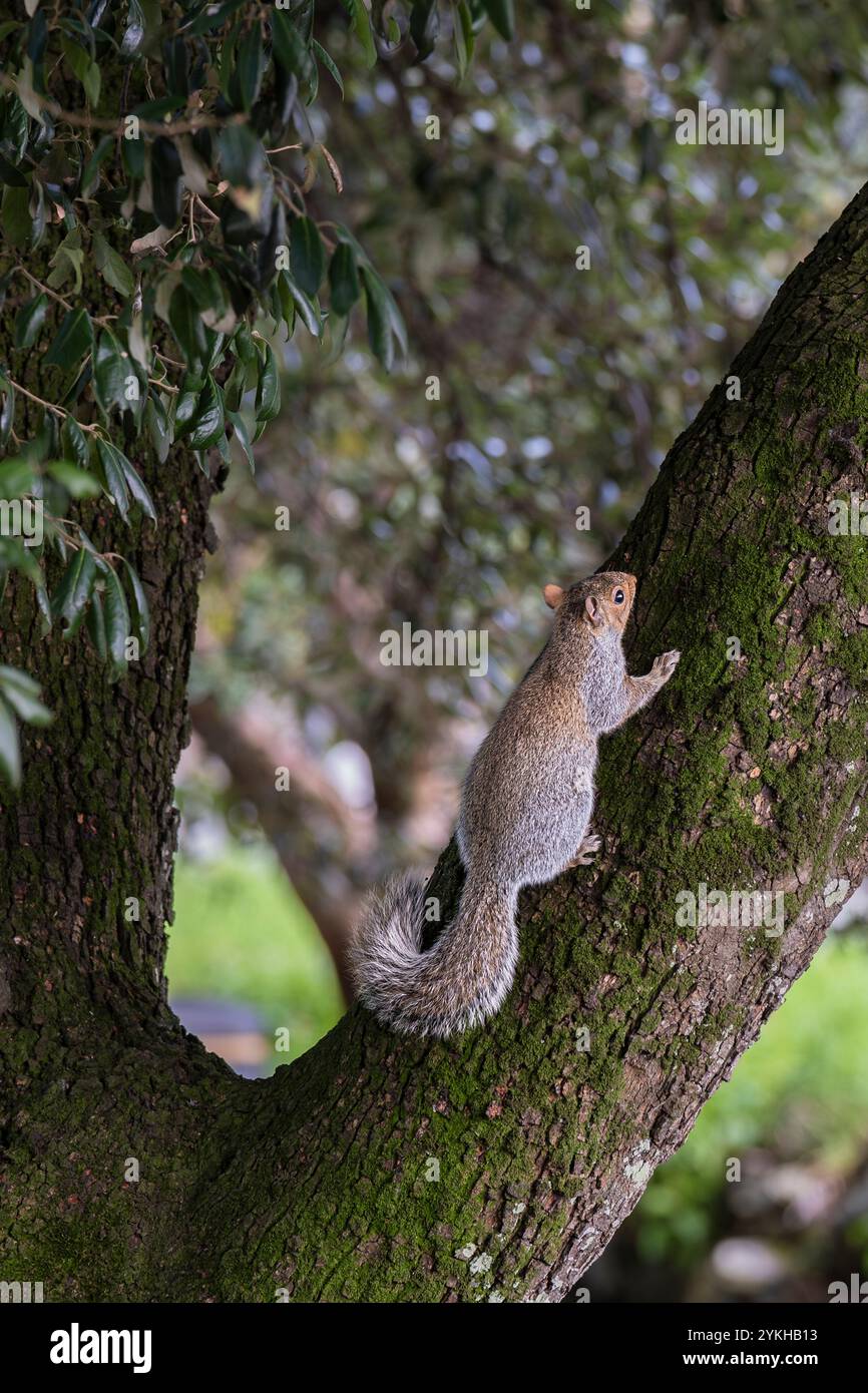 A gray squirrel climbing up the branch of a tree in the UK Stock Photo ...
