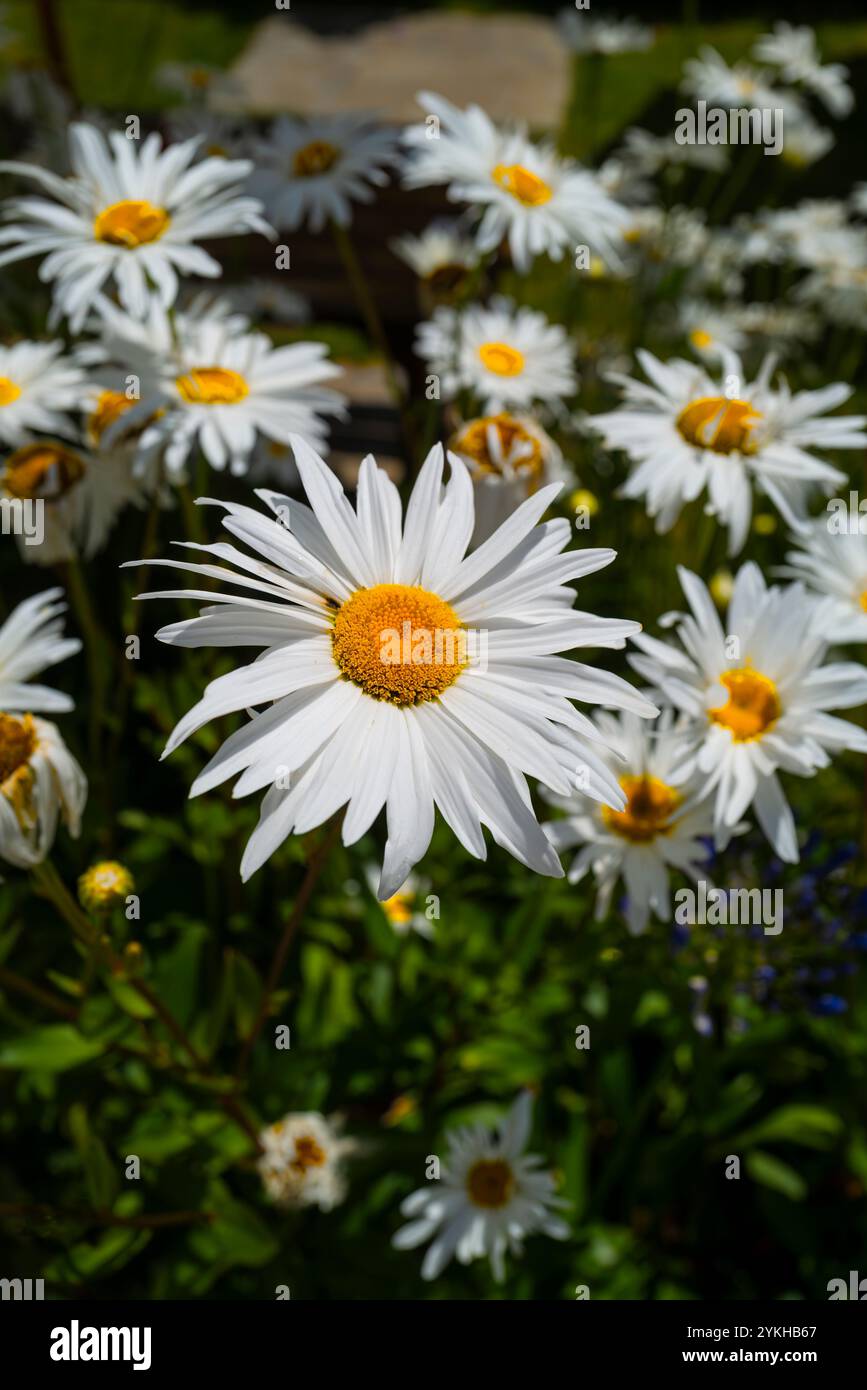 Shasta Daisy Daisies Leucanthemum x superbum growing in a flower bed in ...