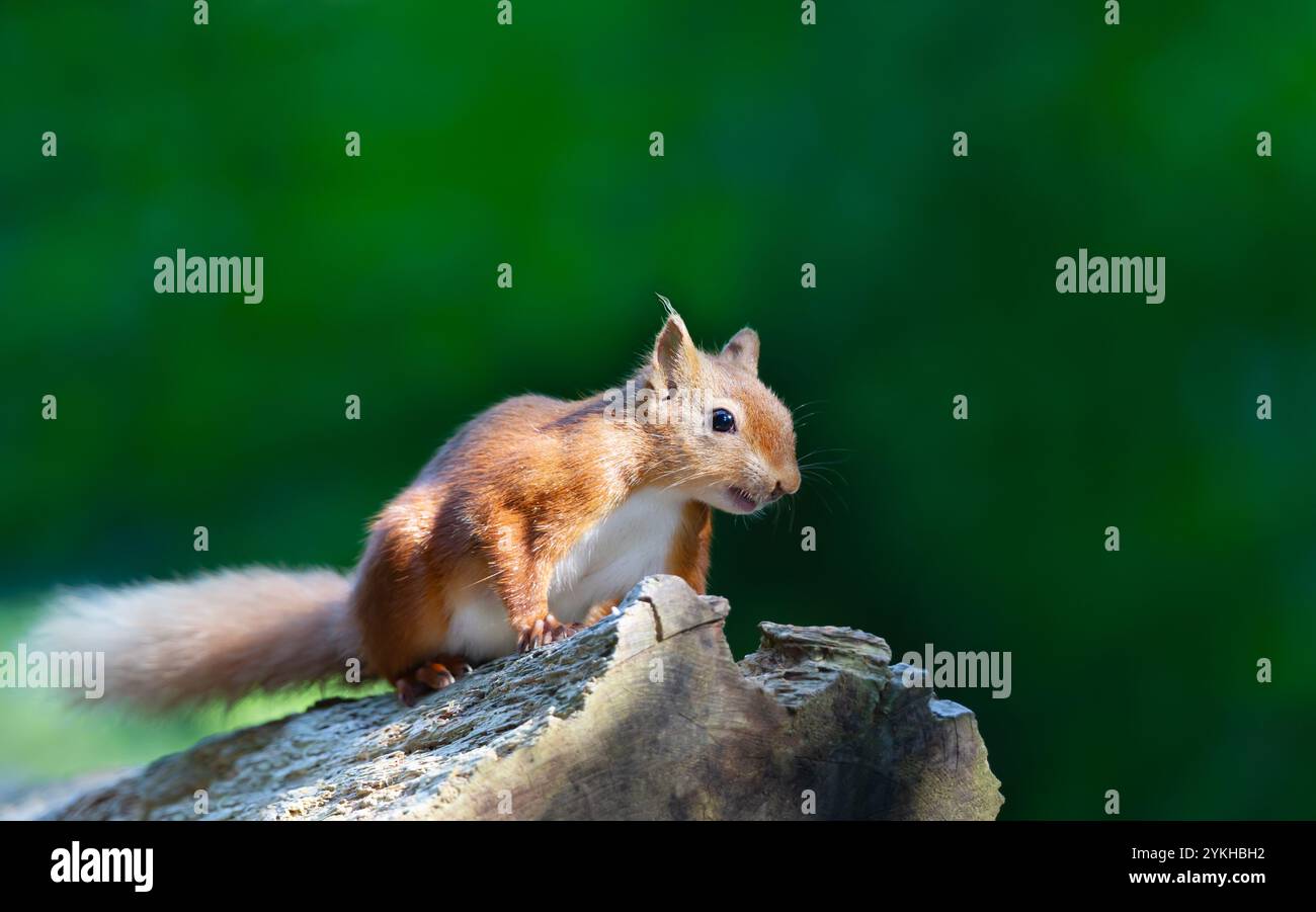 Portrait of a cute playful red squirrel standing on a tree stump, UK ...
