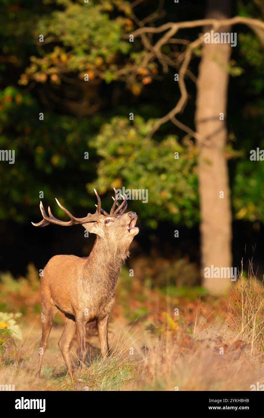 Red deer stag calling during the rut in autumn, UK Stock Photo - Alamy