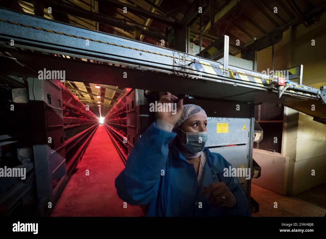 Automated egg processing equipment at a poultry farm helps to ...