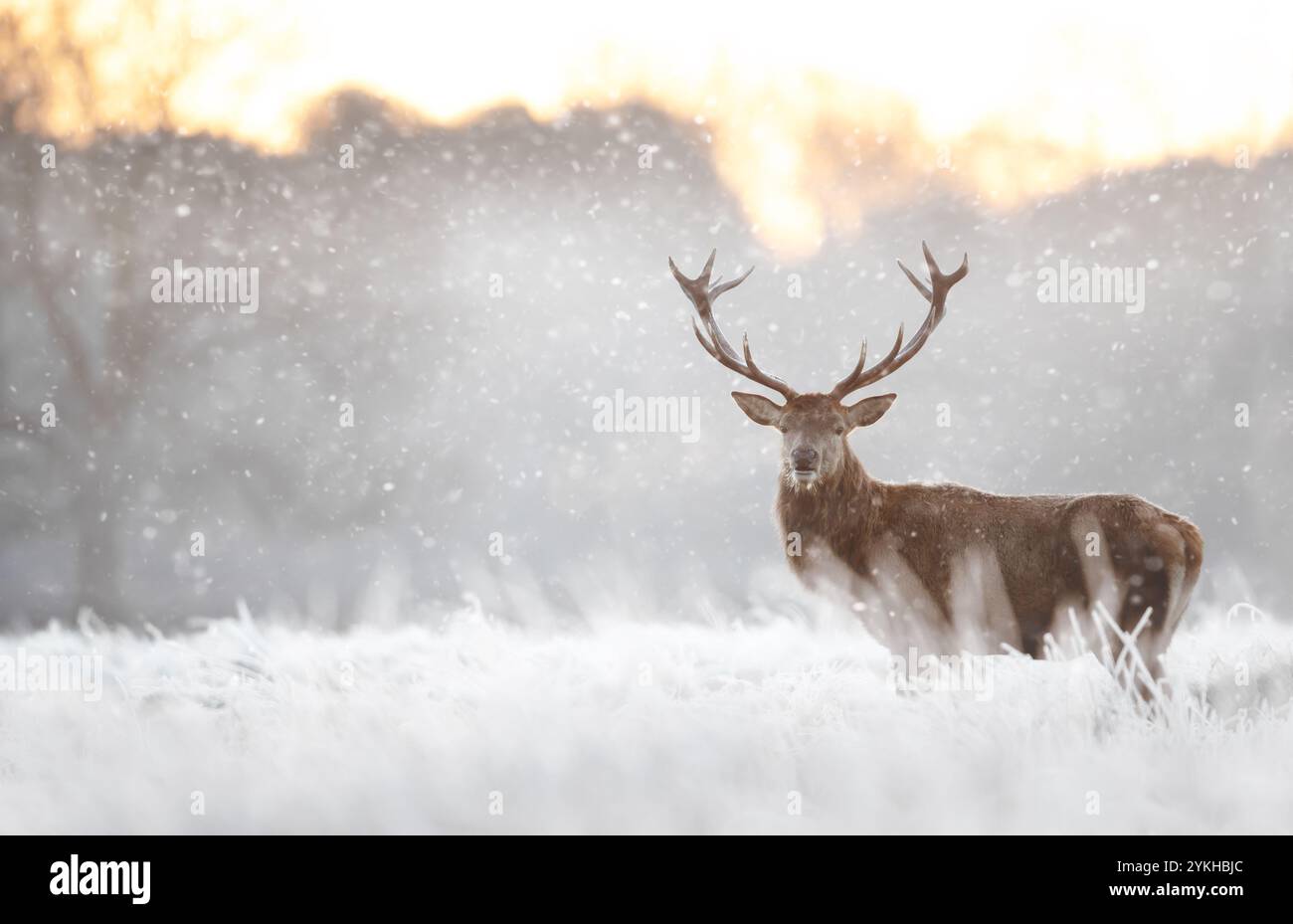 Red deer stag in the falling snow in winter, UK Stock Photo - Alamy