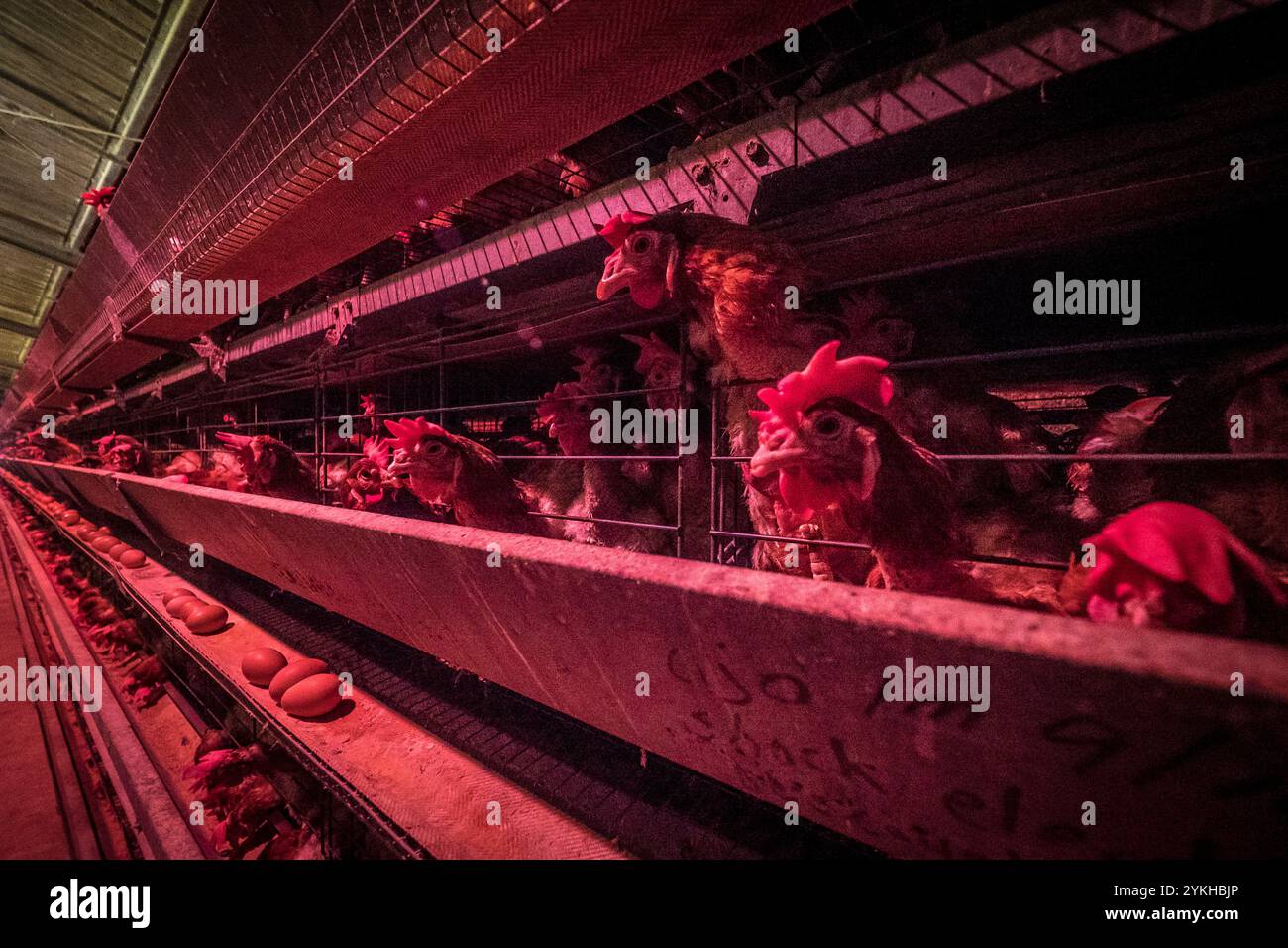 Free range egg farming hi-res stock photography and images - Alamy