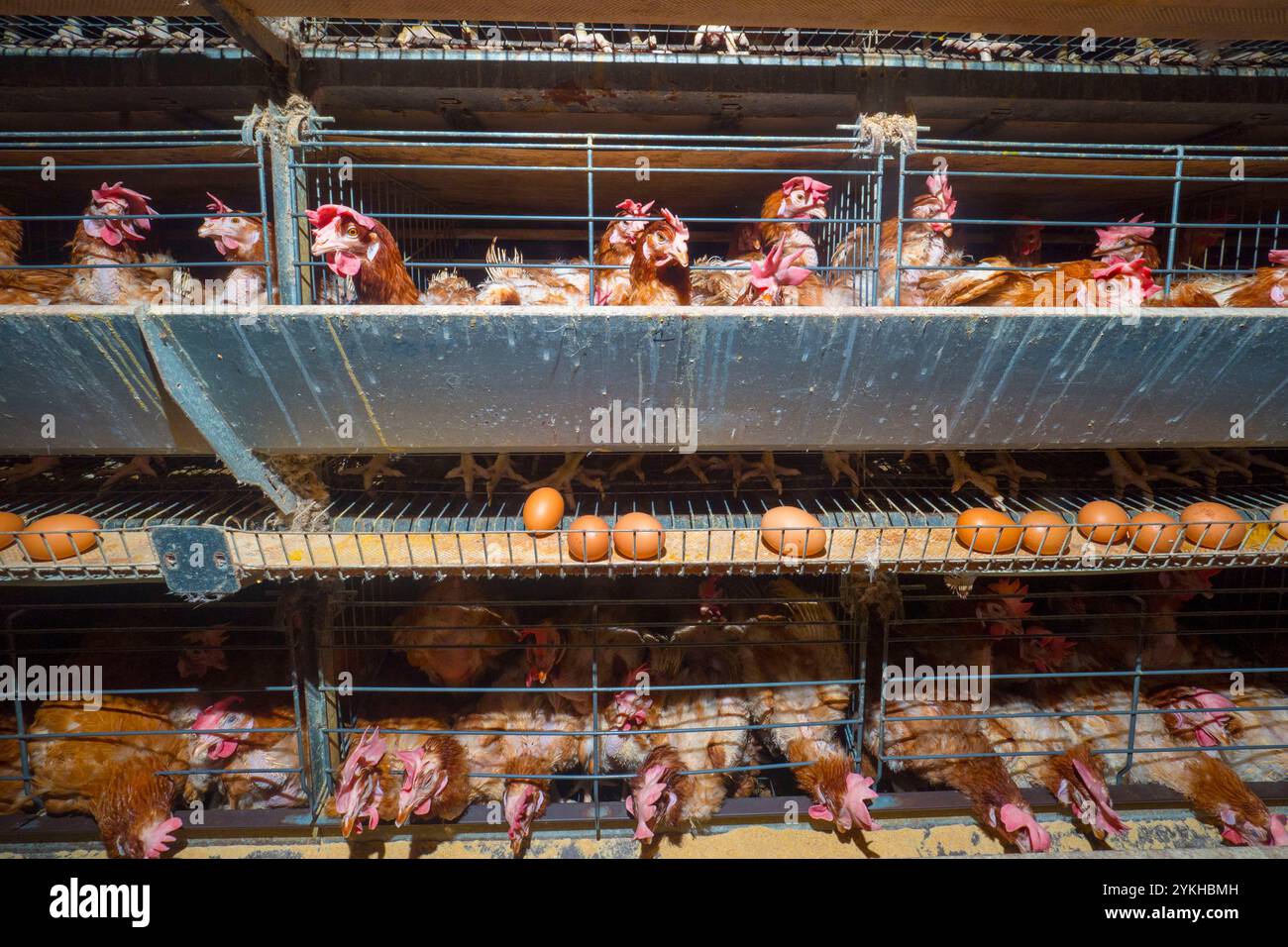 Automated egg processing equipment at a poultry farm helps to ...