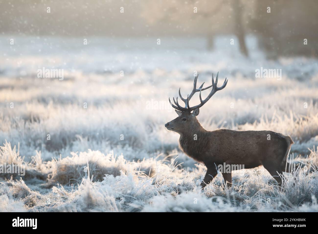 Red deer stag in the falling snow in winter, UK Stock Photo - Alamy