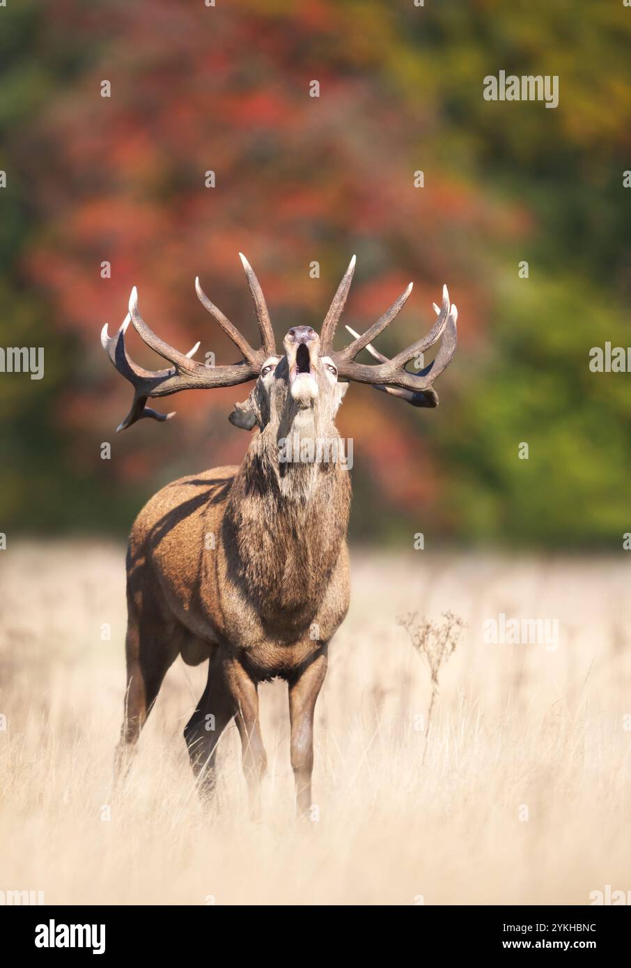 Red deer stag calling during the rut in autumn, UK Stock Photo - Alamy