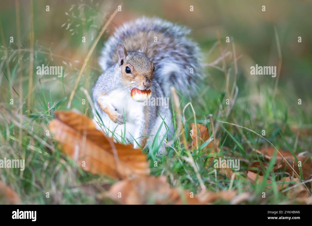Grass conker hi-res stock photography and images - Alamy