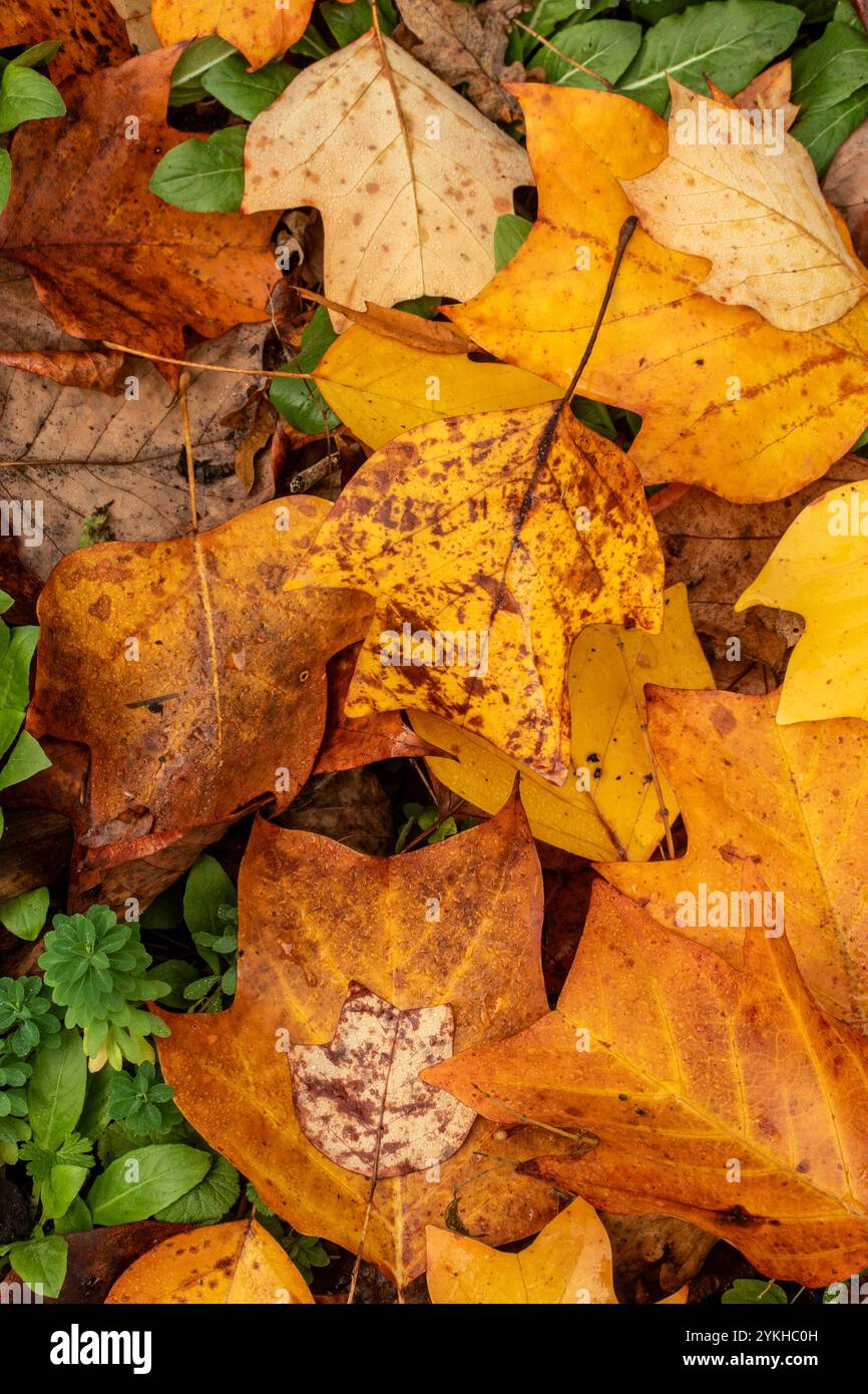 Still life features sugar hi-res stock photography and images - Alamy