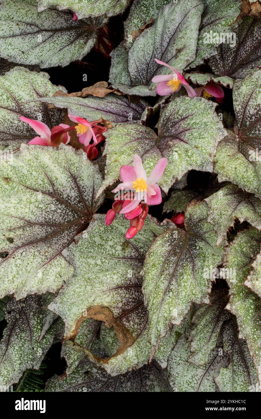 Lovely patterns of Begonia Morning Dew. Natural close up flowering ...
