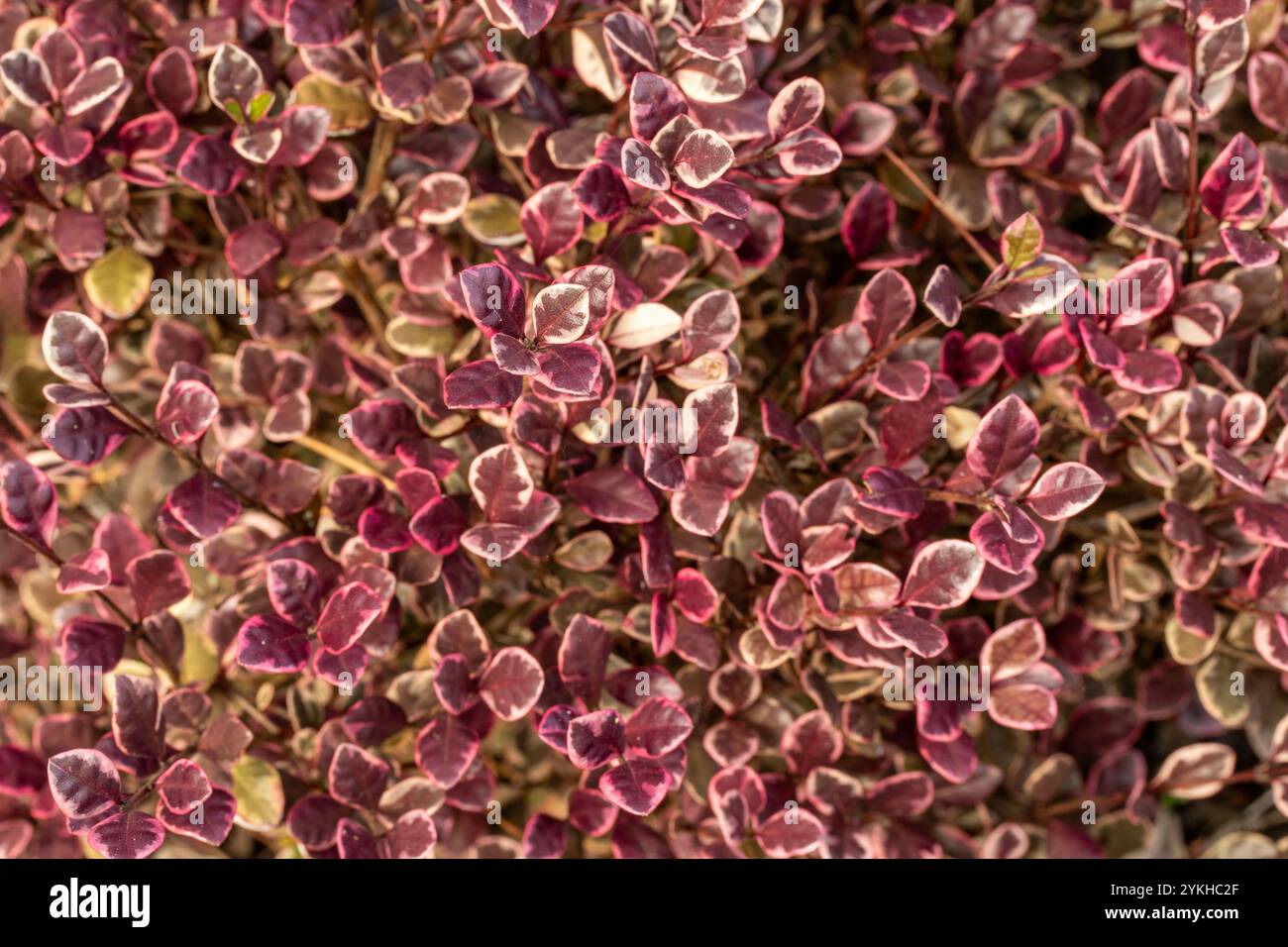 Interesting close up natural patterns of Lophomyrtus x Ralphii 'Magic ...