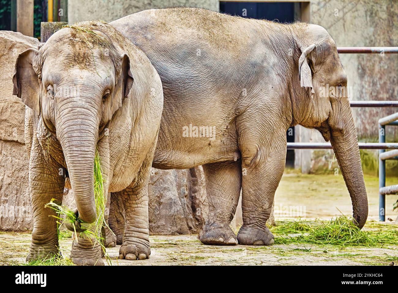 Large Indian elephants its natural habitat Stock Photo - Alamy