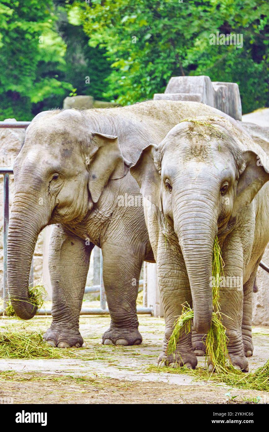 Large Indian elephants its natural habitat Stock Photo - Alamy
