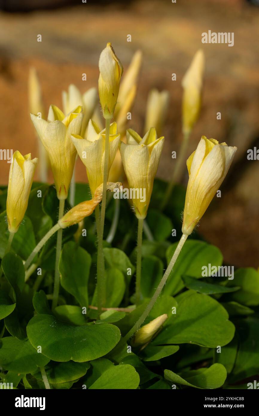 Moody close up plant portrait of the charming Oxalis purpurea yellow ...